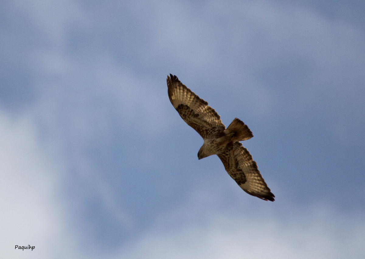 Paqui.blog de naturaleza: RATONERO COMÚN. Busardo Ratonero. Aguililla