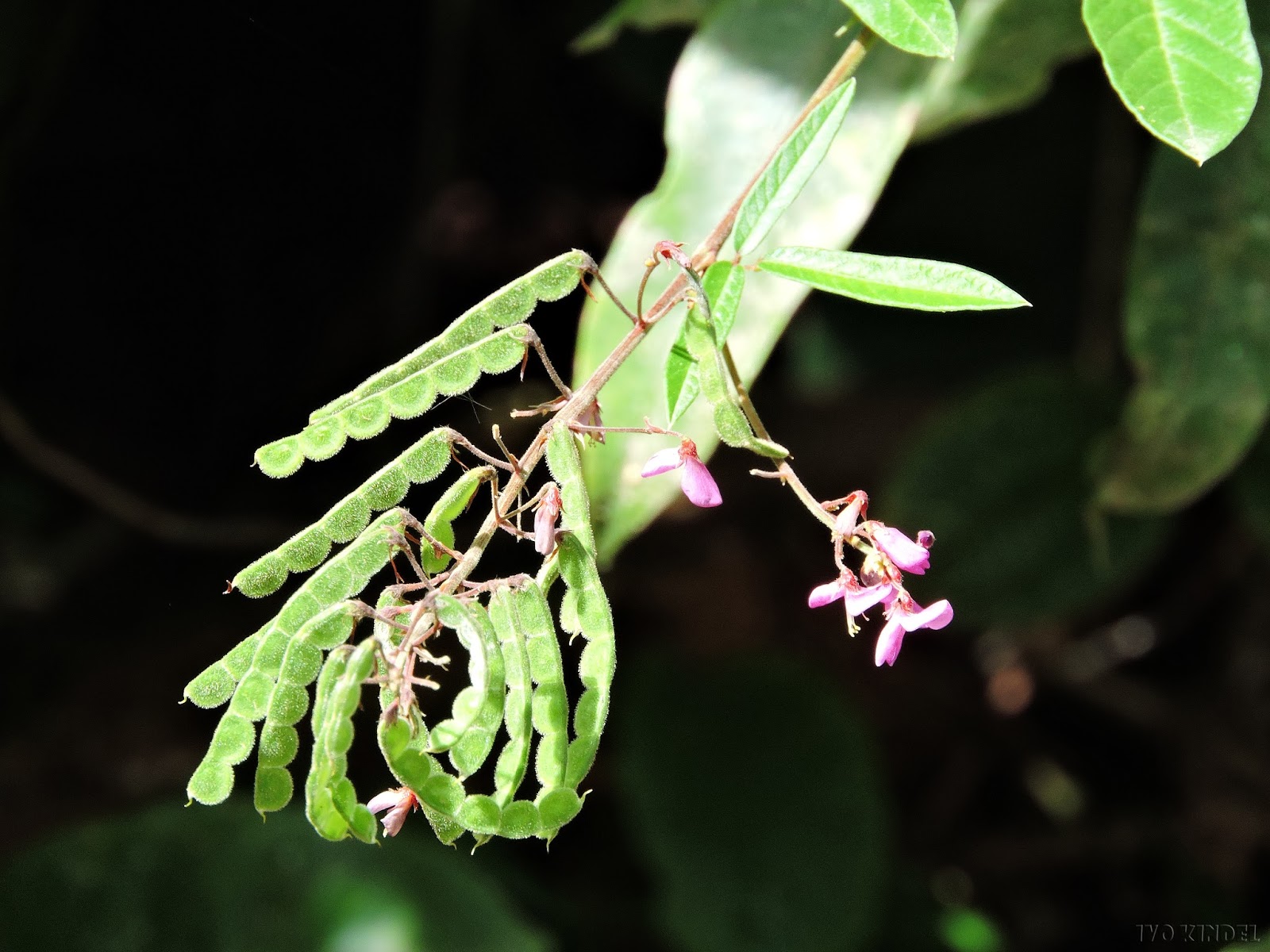 Carrapicho Beiço De Boi - RETOEDU