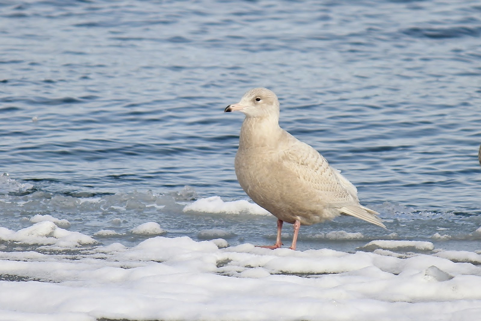 Wildlife Photography and Experiences with Brennan: Gulls... Gulls ...