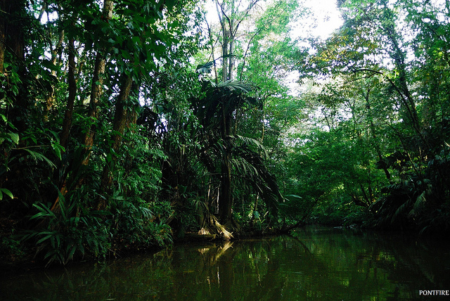 Pengertian, Ciri-Ciri, serta Fungsi dan Manfaat Hutan Hujan Tropis ...