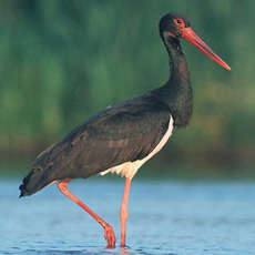 Barracuda Petrovaradin: SPECIJALNI REZERVAT PRIRODE KOVILJSKO ...