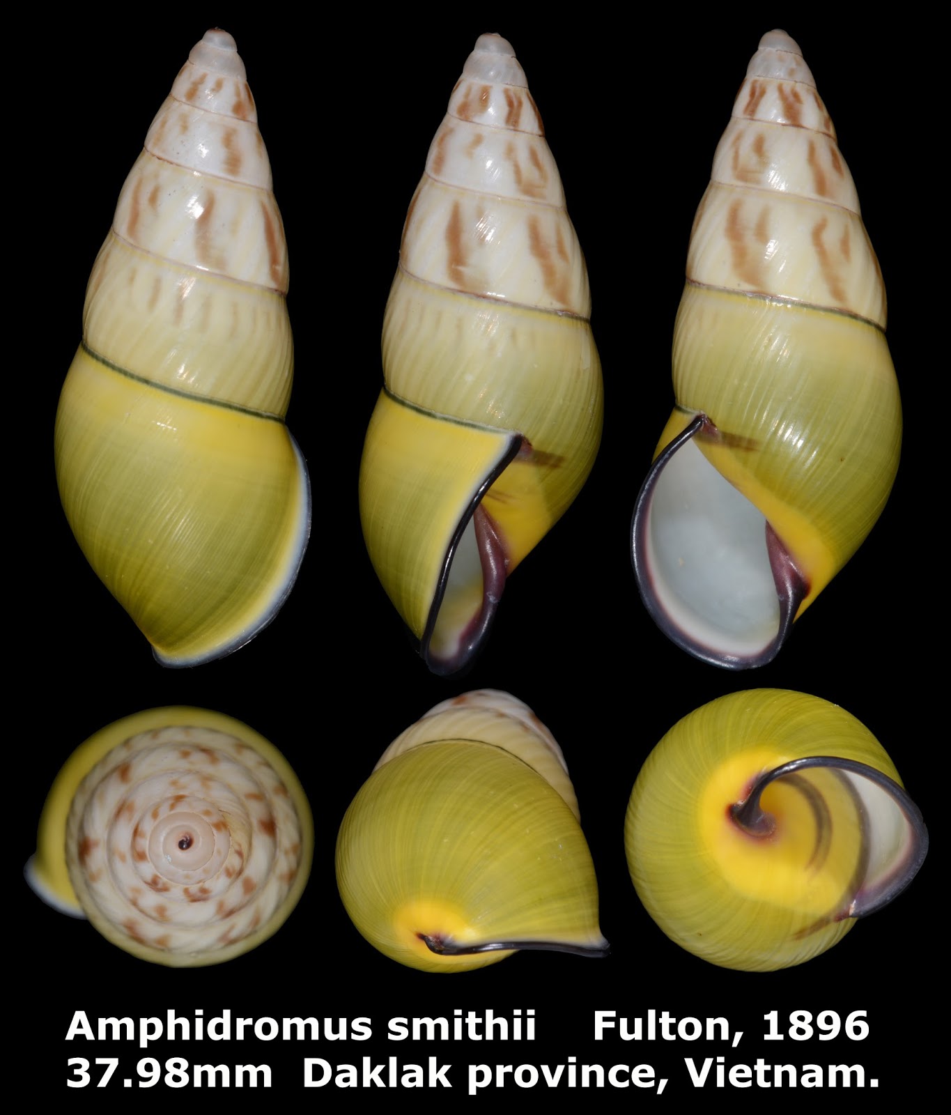 Dr. Lee's Gallery Museum: Amphidromus smithii 37.98mm