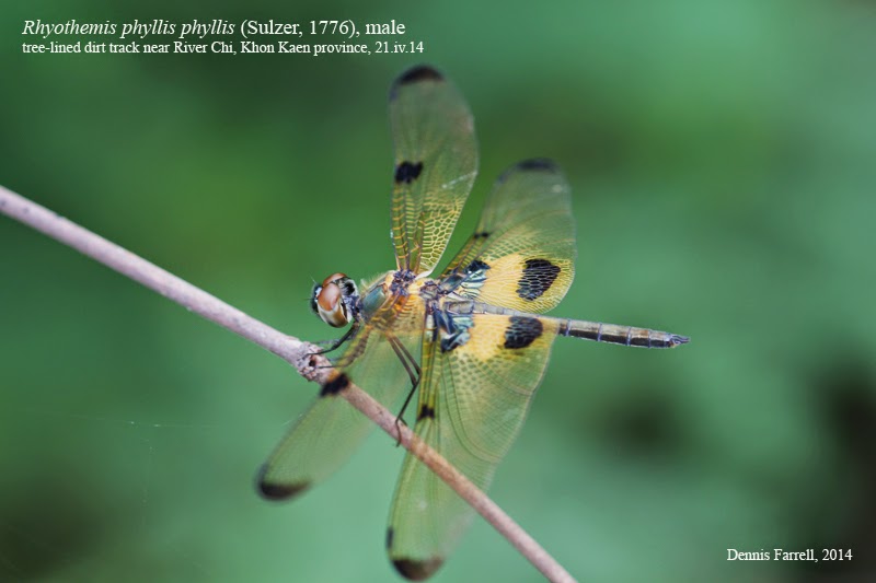 Rhyothemis phyllis - Alchetron, The Free Social Encyclopedia