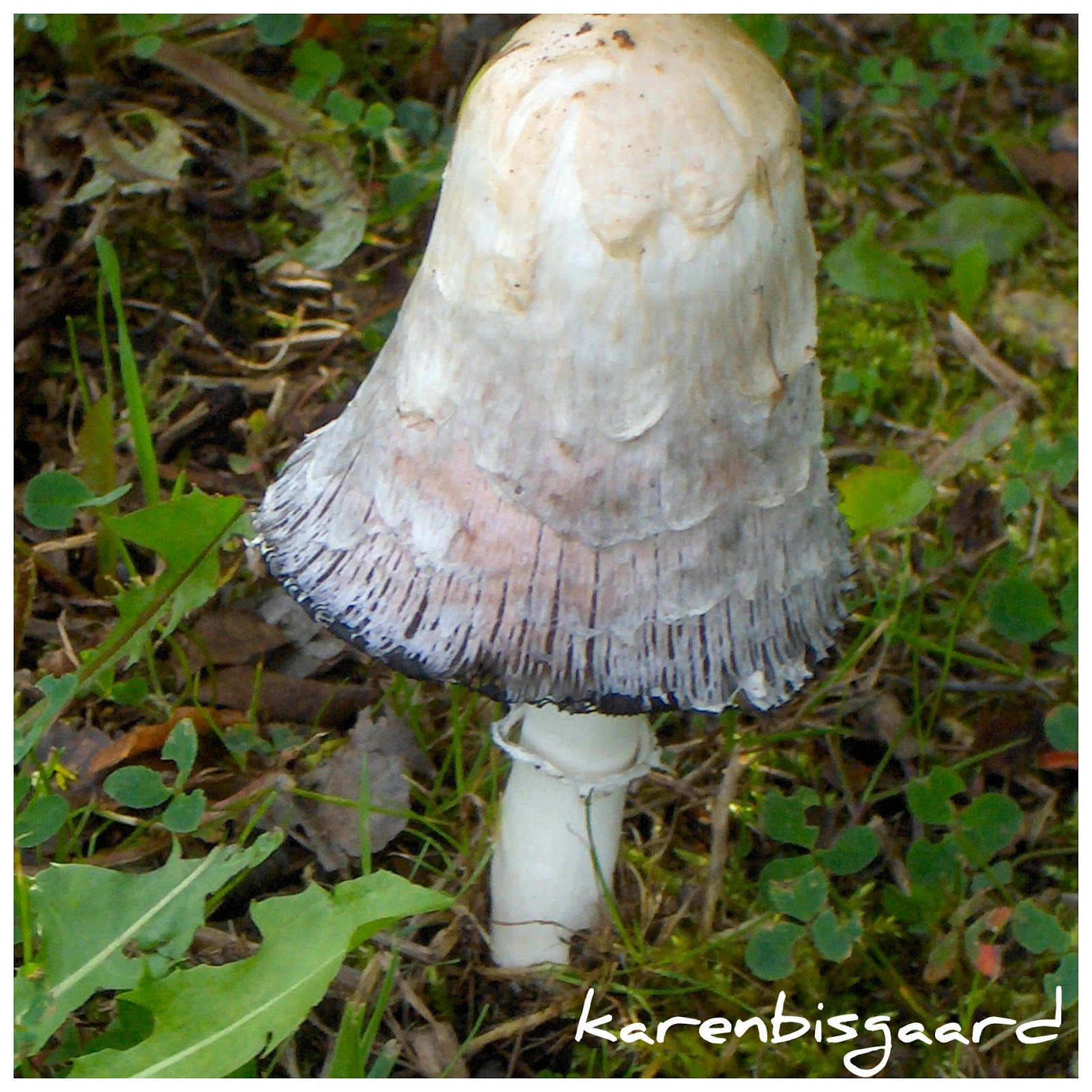 Karen`s Nature Photography: Inky Cap Mushroom.