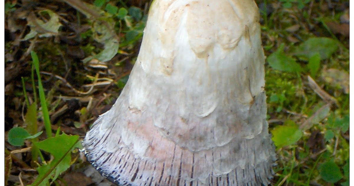 Karen`s Nature Photography: Inky Cap Mushroom.