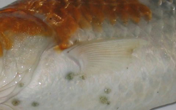 Ketahui Penyakit Ikan Koi dan Cara Penanganan yang Tepat | Mag Fish