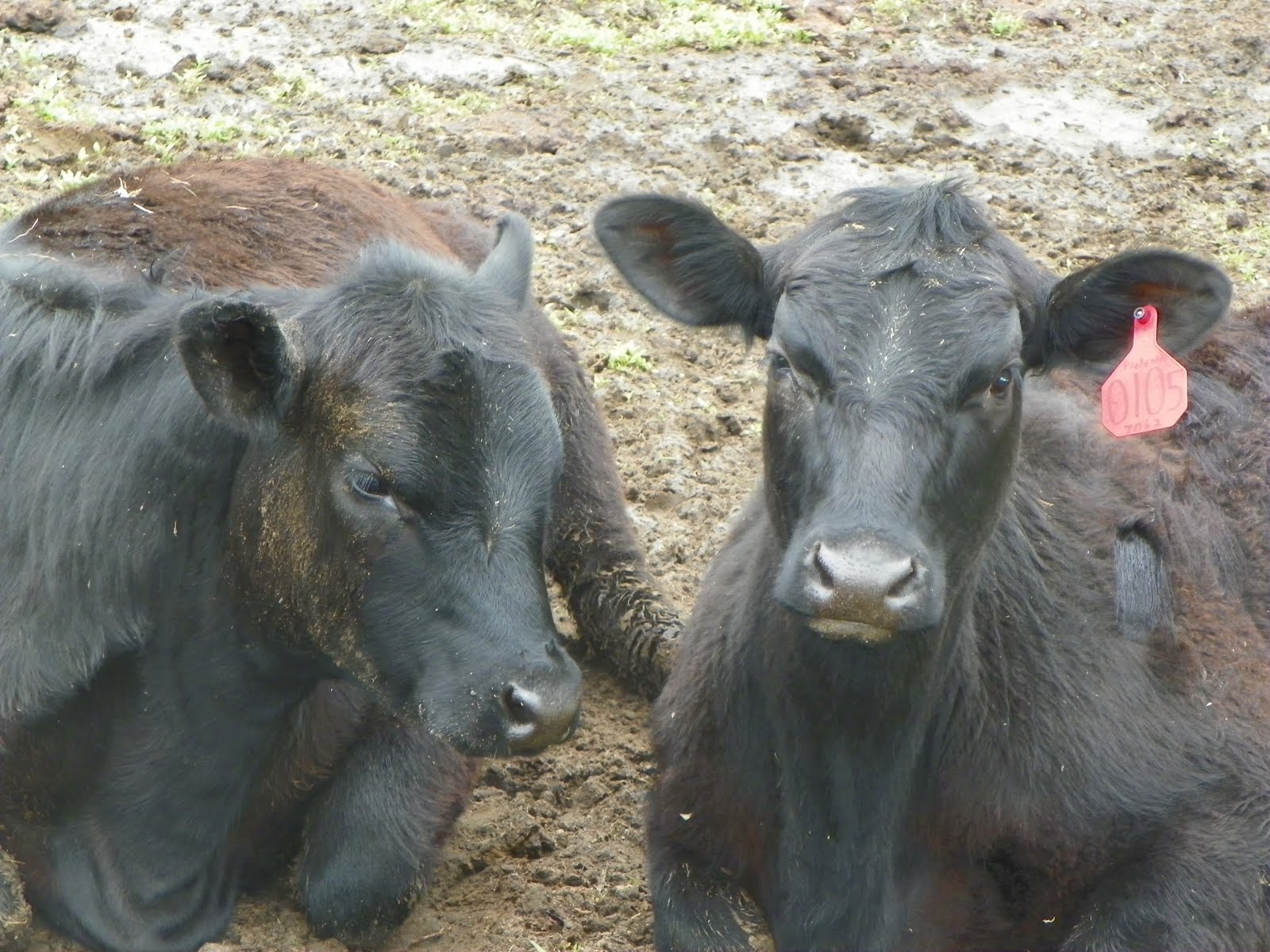 NOMADIC CHEF: Blackbird Farm Tour