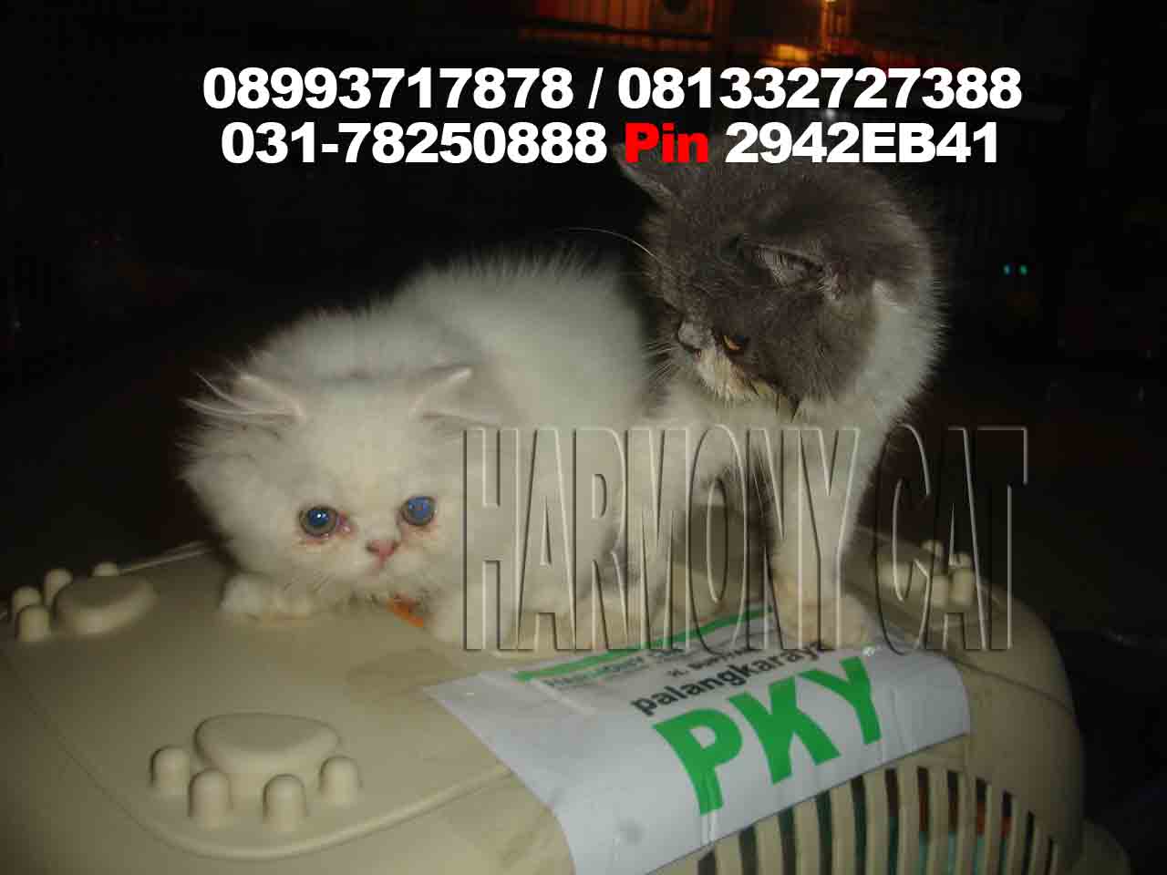 Hamster Dan Kucing Persia Murah Surabaya: KUCING PERSIA DAN EXO 1 ...