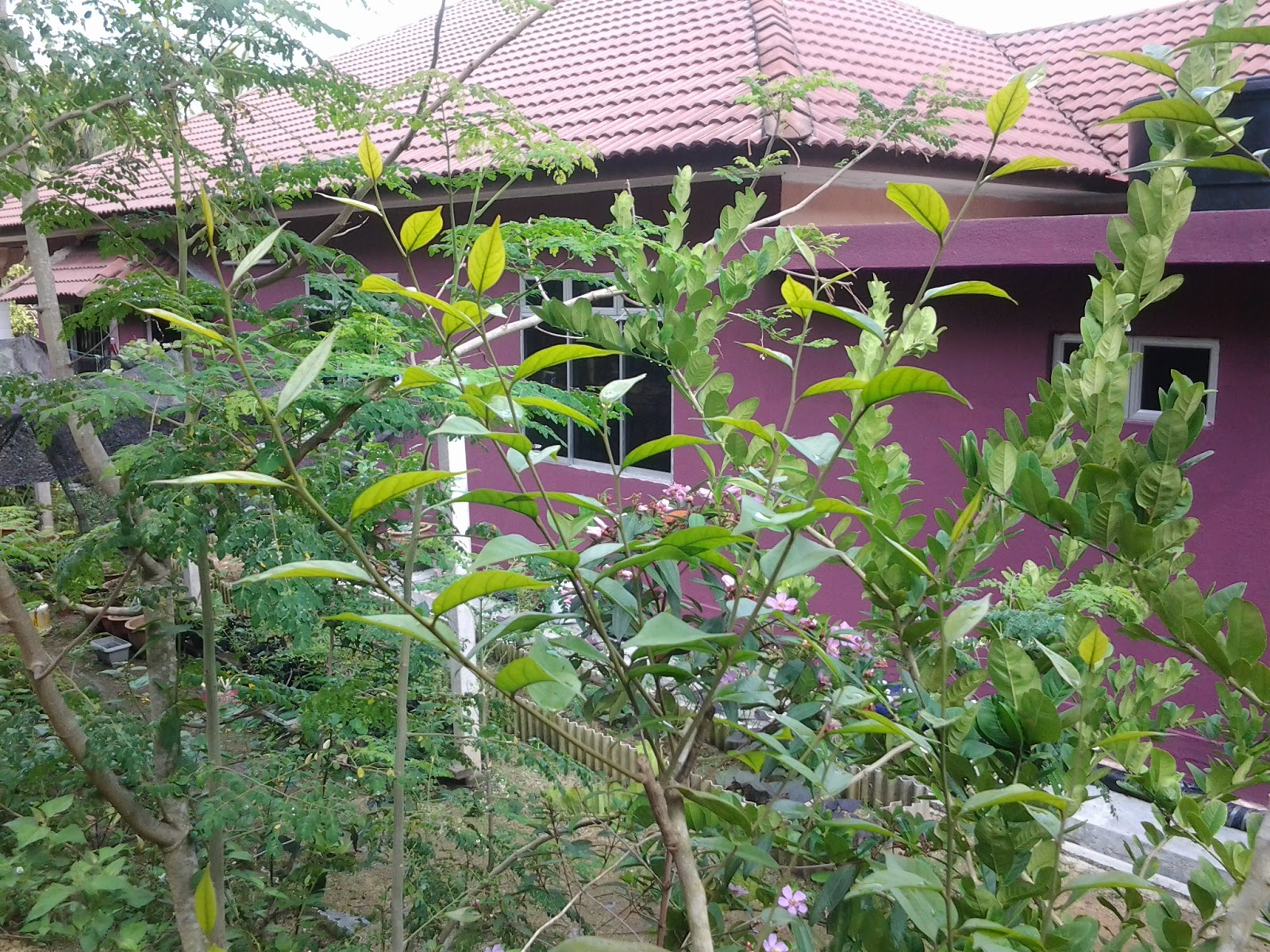Memangkas Bayam Laut or Peria Laut dan pokok cemperai untuk hasil yang ...