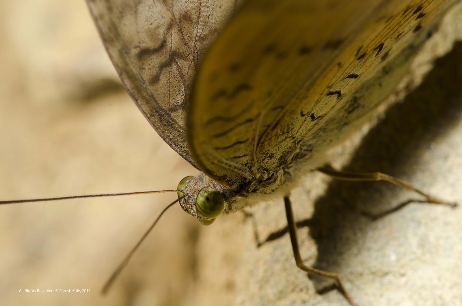 Nature @ IIT Bombay: Angles for butterfly photography