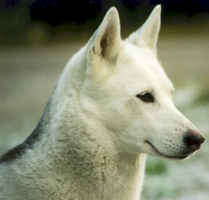 alla ricerca del Siberian Husky: Colori del Mantello nell'husky