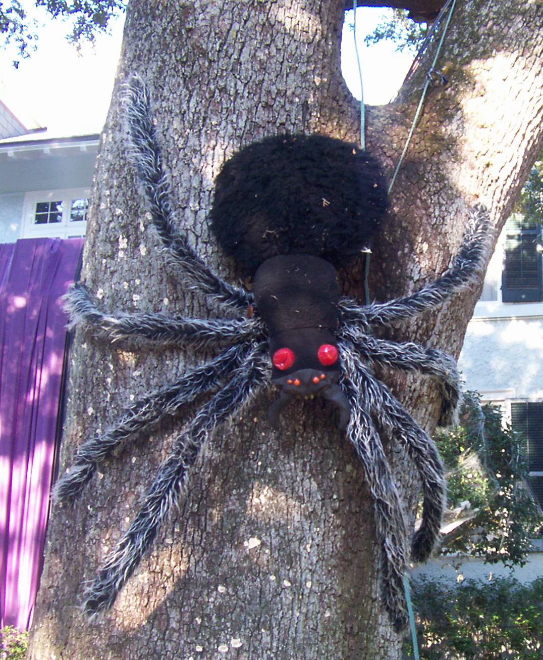 Giant Tree Spider