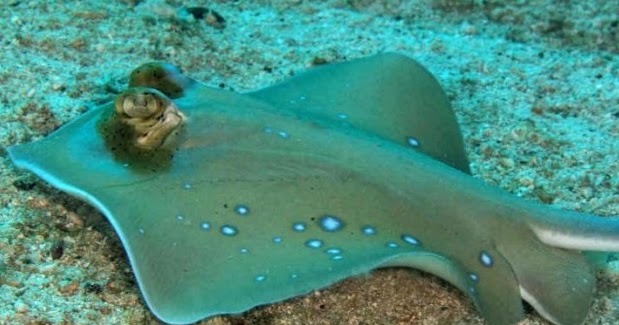 Species New to Science: [Ichthyology • 2017] Neotrygon vali • A New ...