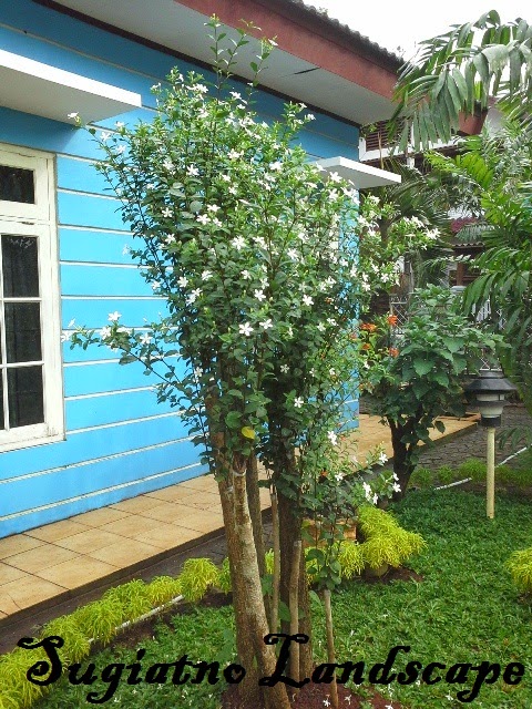 44+ Baru Gambar Bonsai Bunga Melati