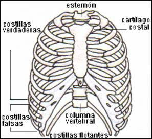 El rincón de la fisioterapia: Secretos de las Costillas