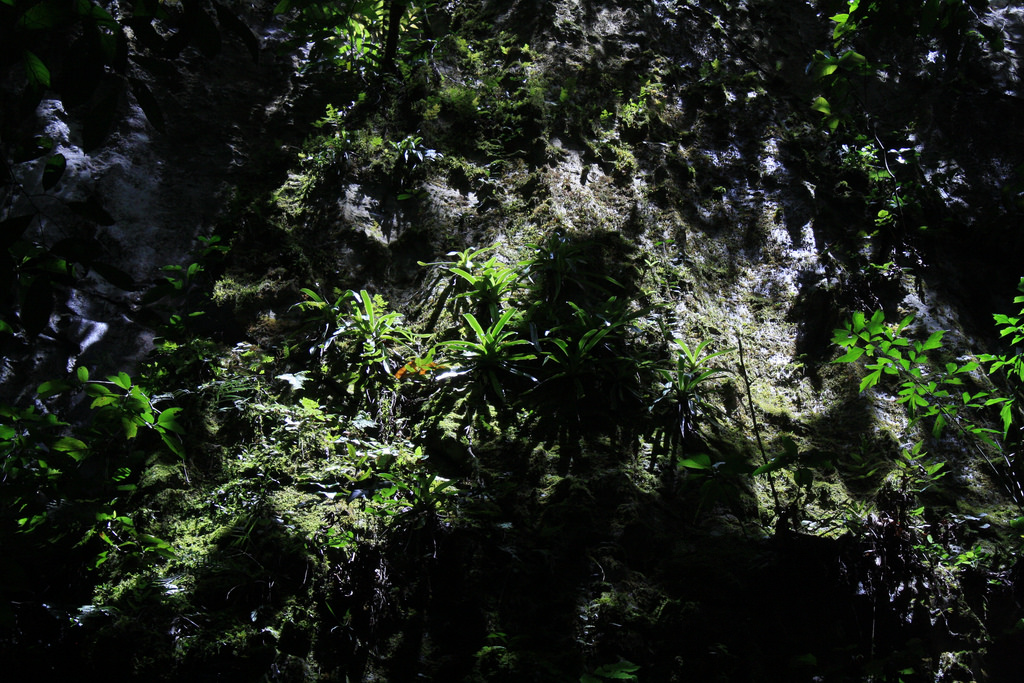 Grow and care Paphiopedilum sanderianum orchid - Sander's Paphiopedilum ...