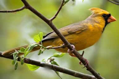 BARRY the BIRDER: Rare Yellow Northern Cardinal becoming less rare