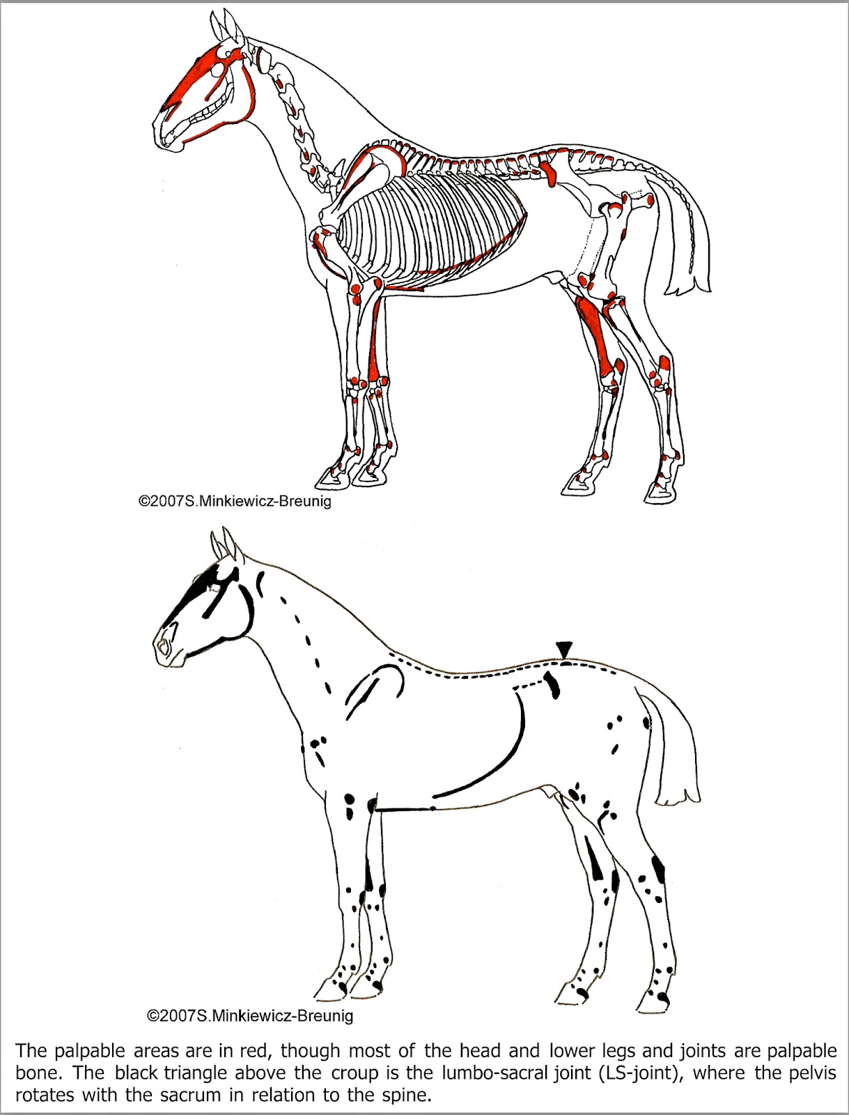 Musings at Minkiewicz Studios LLC: Equine Anatomy and Biomechanics: A ...