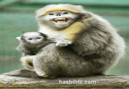 10 Hewan Berbentuk Unik Dan Menyeramkan Di Dunia | Article News