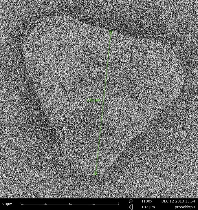 Pollen in the Rose Family : SEM Pictures