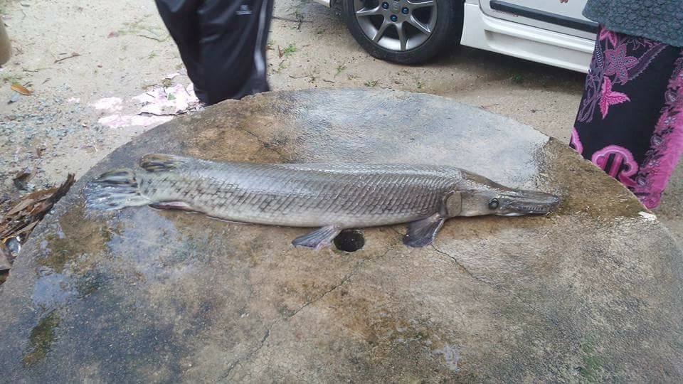 Rezeki Banjir: Kakitangan UMK Tak Sangka Pukat Yang Ditahan Dalam Air ...