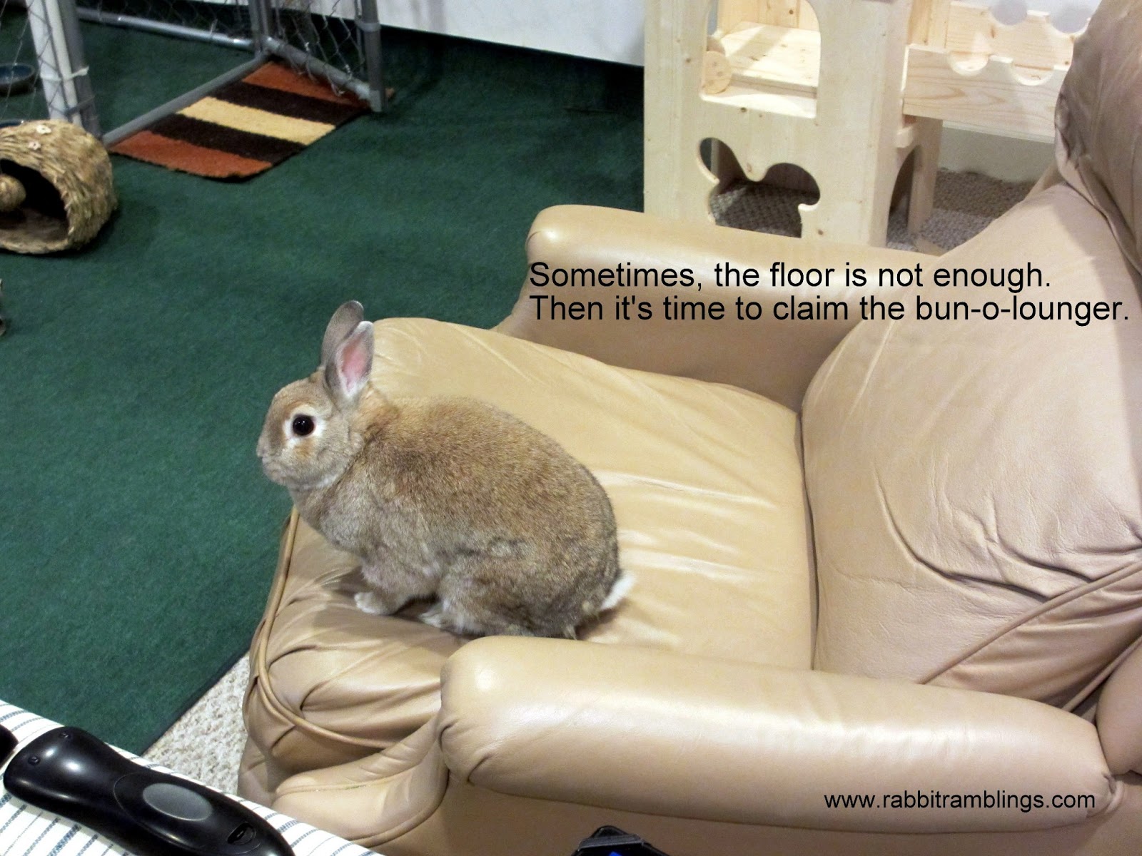 Rabbit Ramblings: RR Funny Bunny Memes