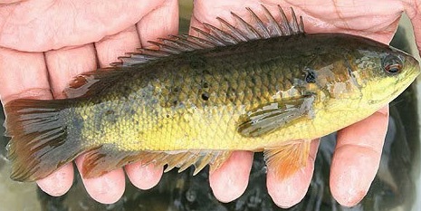 8 Khasiat Ikan Betok Untuk Kesehatan | Khasiat