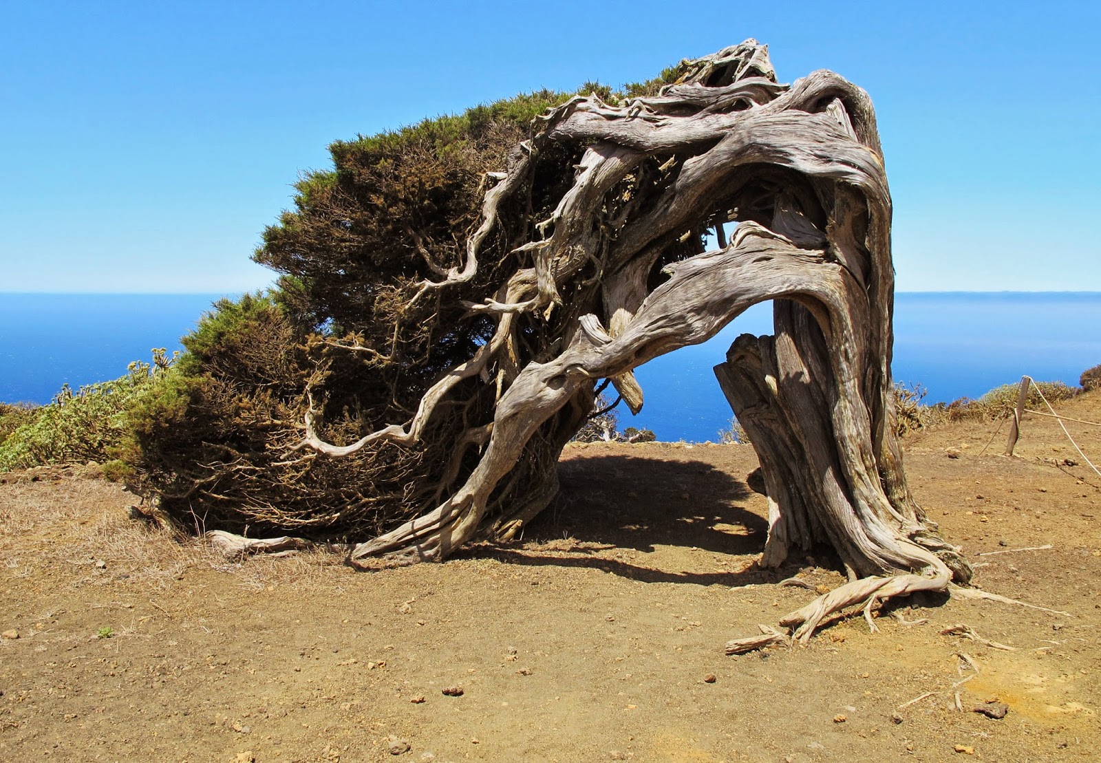 El Hierro "La Isla del Meridiano": El Sabinar, el bosque encantado de ...