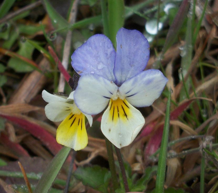 Διαδρομές: viola macedonica