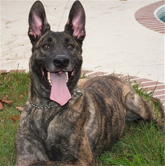 dogs dogger: Dutch Shepherd history and information