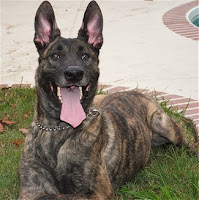 dogs dogger: Dutch Shepherd history and information
