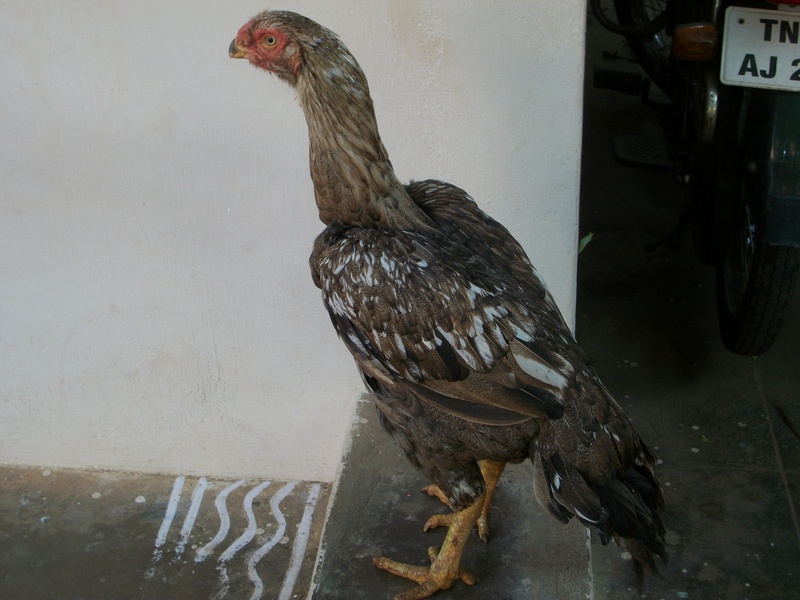 ASEEL FIGHTER PHOTOS - ASEEL FIGHTER PHOTOS