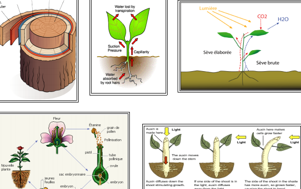 Cours : Biologie végétale - Salmi Cours
