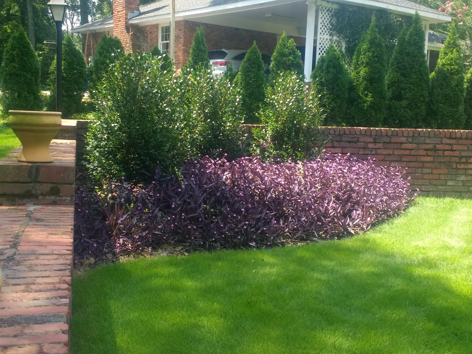 Purple Heart Wandering Jew Plant