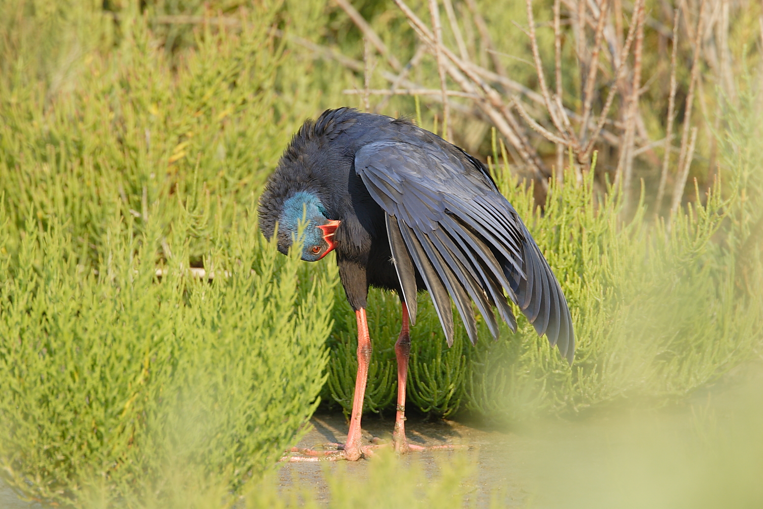 Senderísmo y Fotografía de Naturaleza: Aves de nuestras islas: El ...