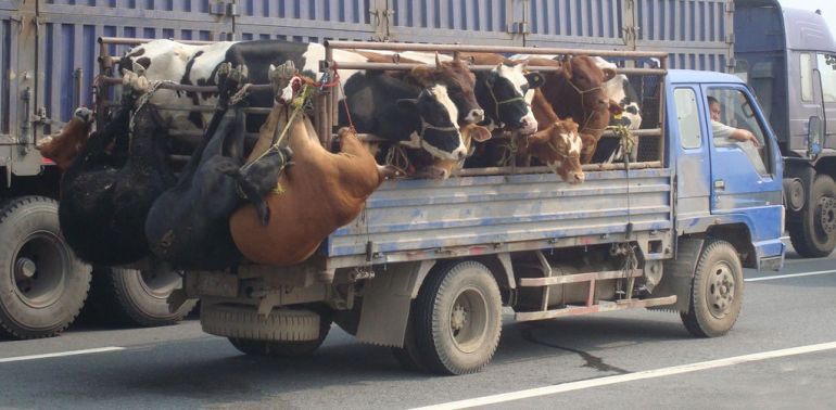 FAMY COW MANDI | Dairy Farms | Sohrab Goth: Stunning Famy Cow Transport