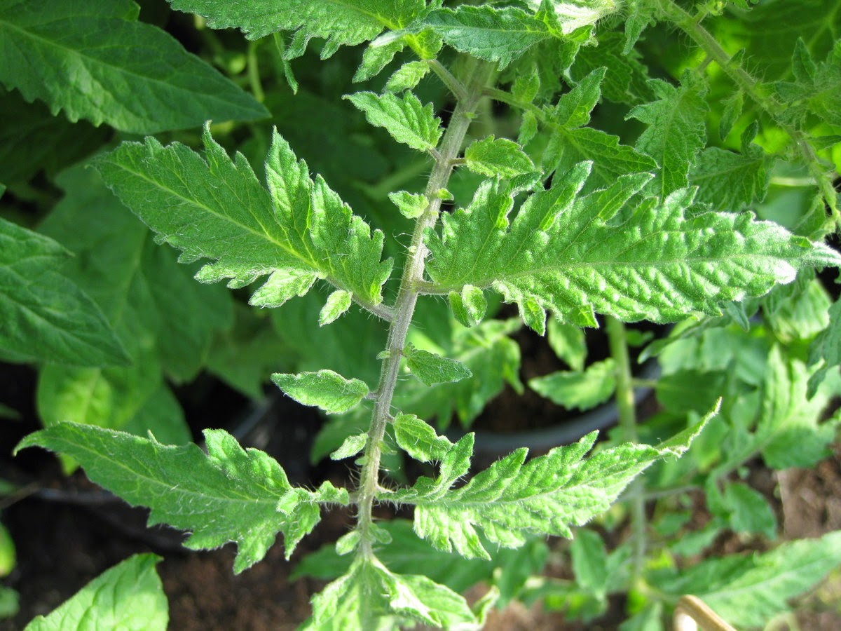 Mostly Tomato Mania: Shadow Boxing, bred by Tom Wagner