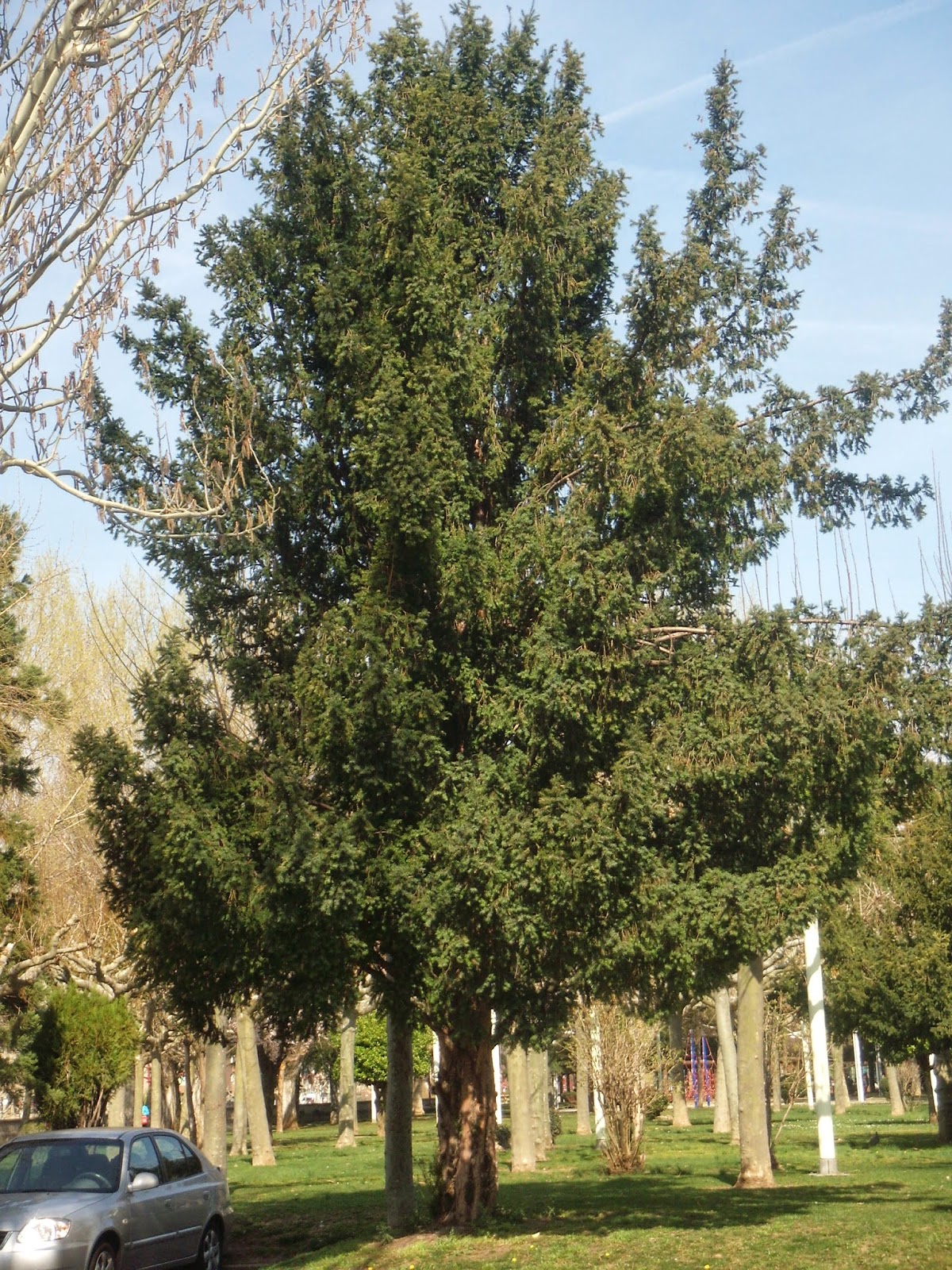 El tejo en la ciudad de León: Tejos en el Paseo de Papalaguinda