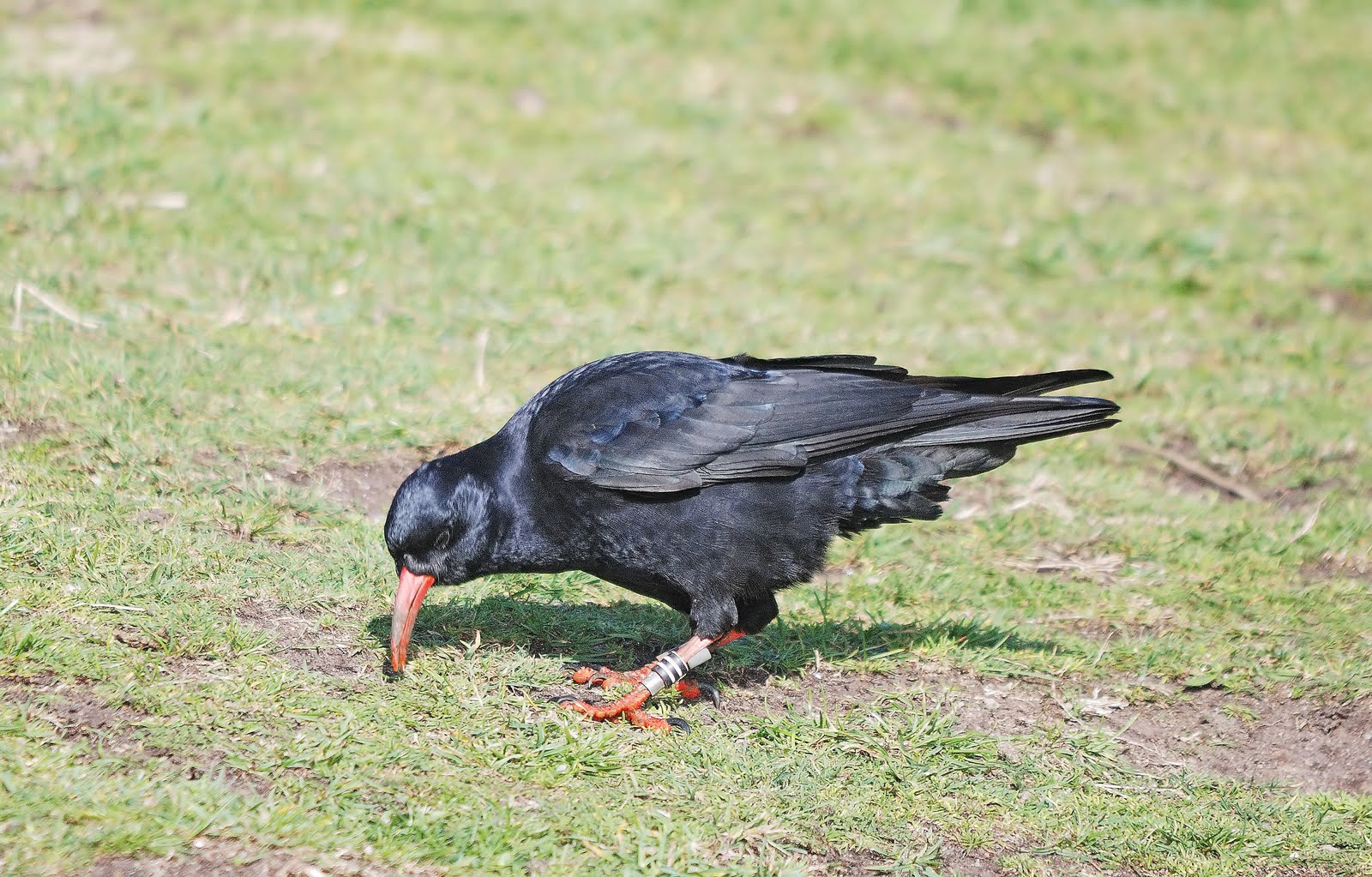 Anthony Miners Wildlife Photos: Cornish Choughs
