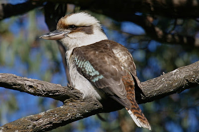 Bird Explorers Blog: Meet Australia's Kookaburras