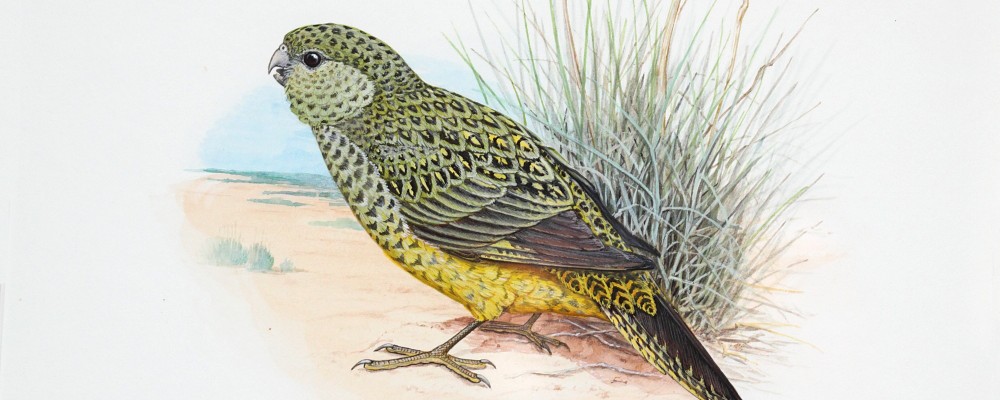 sunshinecoastbirds: Night Parrot Discovered in Goneaway National Park ...