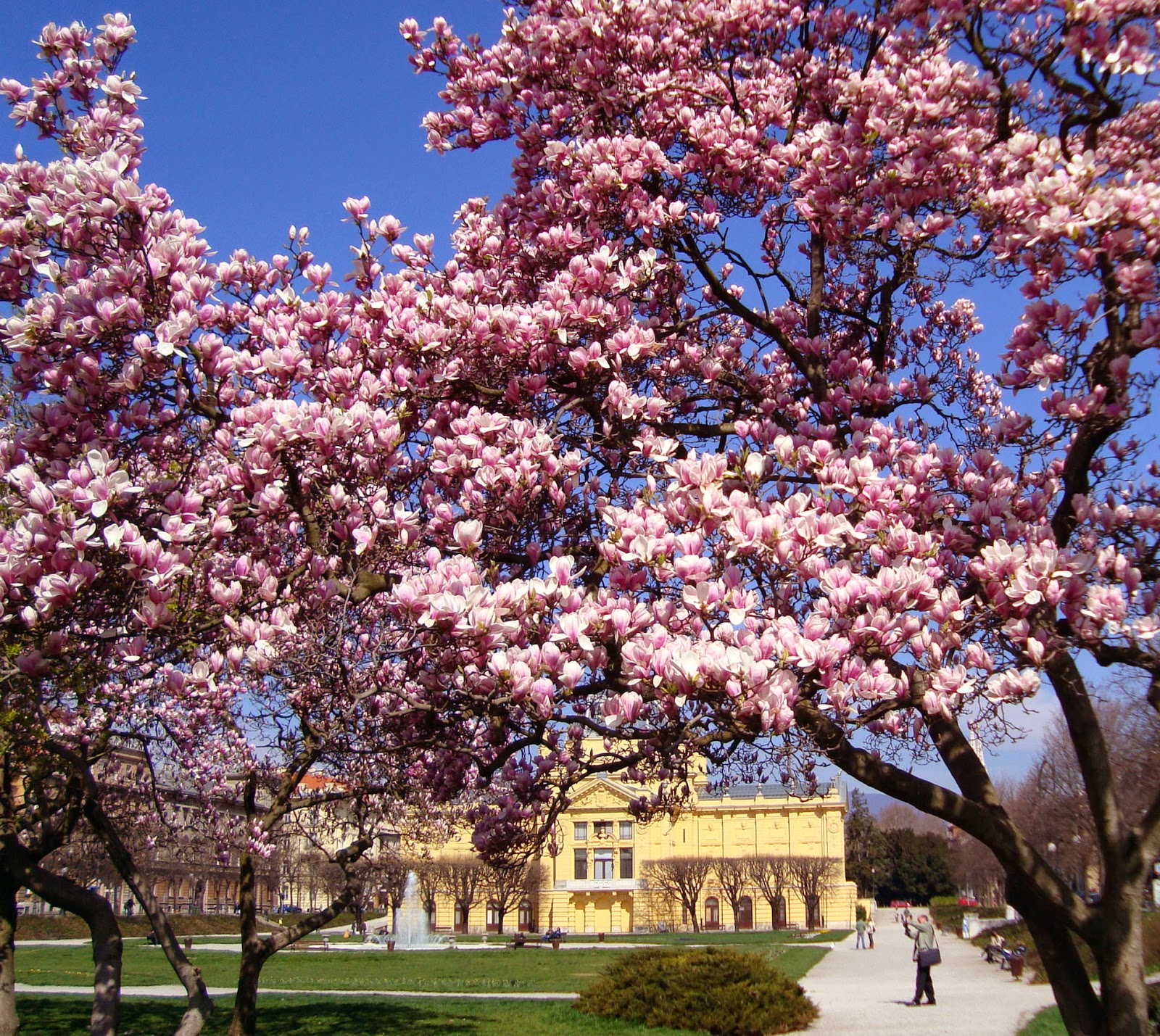 Nijanse boja i mirisa: magnolija - proljetna ljepitica