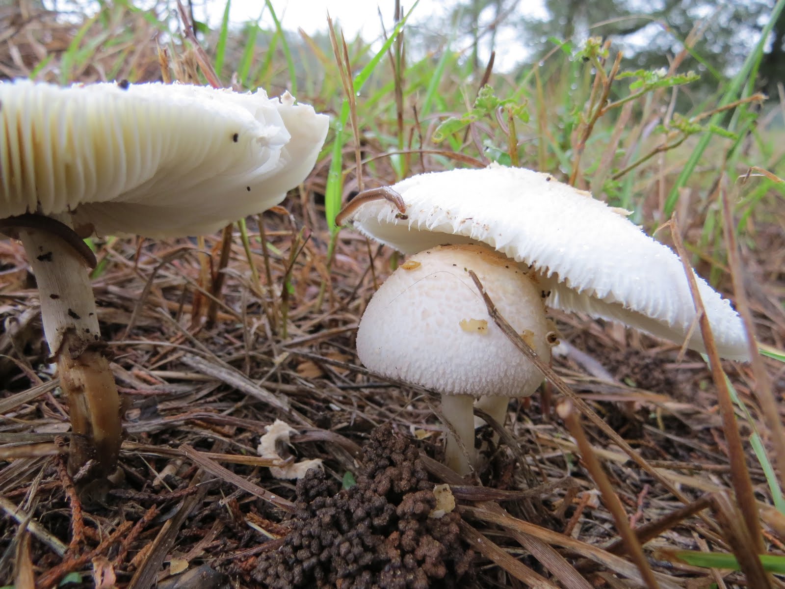 Travels of a Rambling Van: As Dad Used to Say, There's a Fungus Amungus!