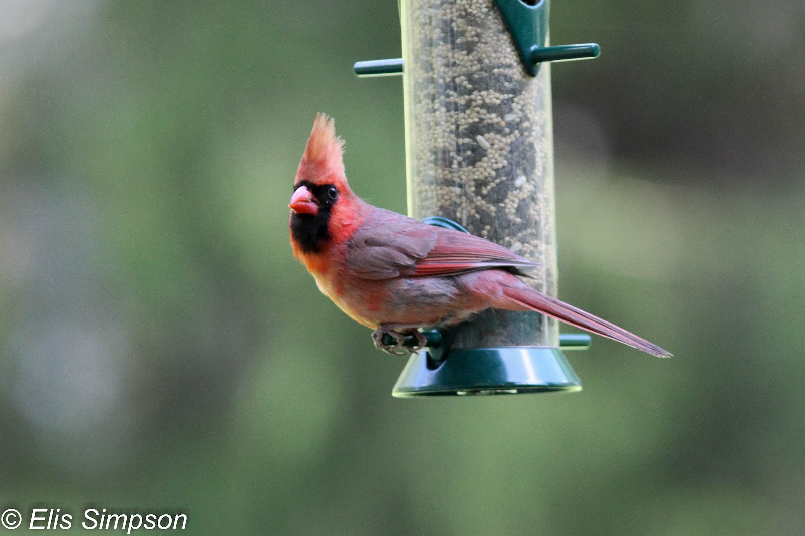 Rick Simpson Birding: Our trips