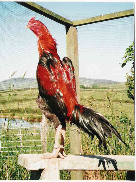 KING GHAZI: Indian Asil