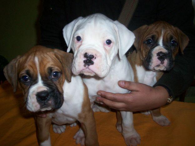 Boxer blancos - Imagui