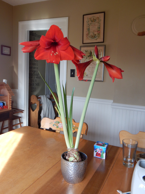 Thy Hand Hath Provided: Now's the Time! Amaryllis Blooms for Christmas
