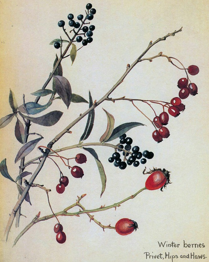 La cueva del coco: Edith Holden: Diciembre...