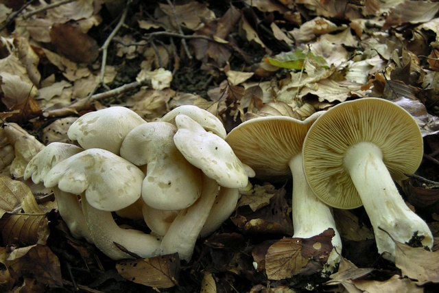Setas y hongos: Entoloma sinuatum - Pérfida, seta engañosa