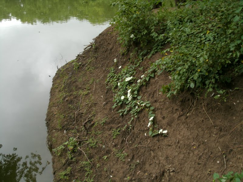 Lafayette report: Wild sweet potato vine on the banks of the Wabash